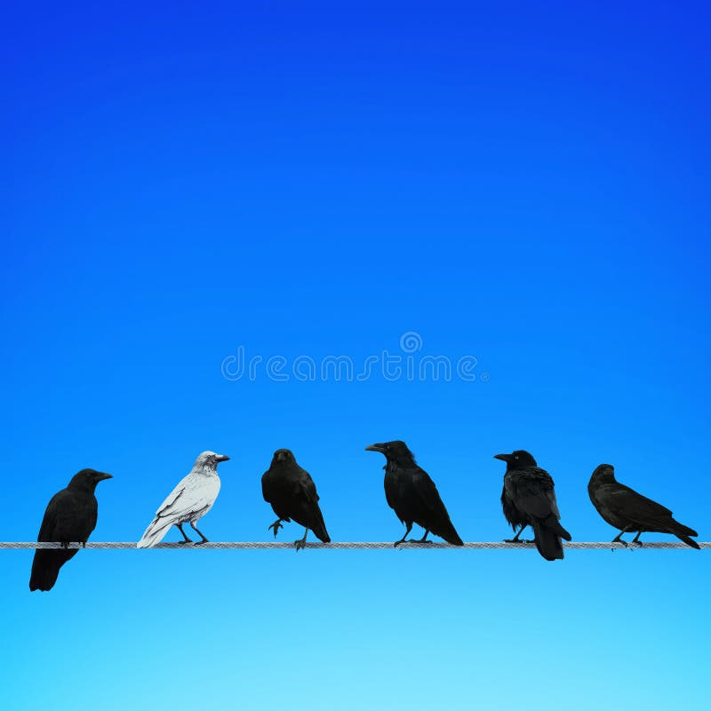White Crow and Black Crows. Different Concept Stock Photo - Image of ...