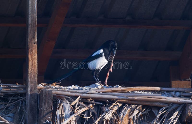 The white crow eats meat stock image. Image of meat - 245886537