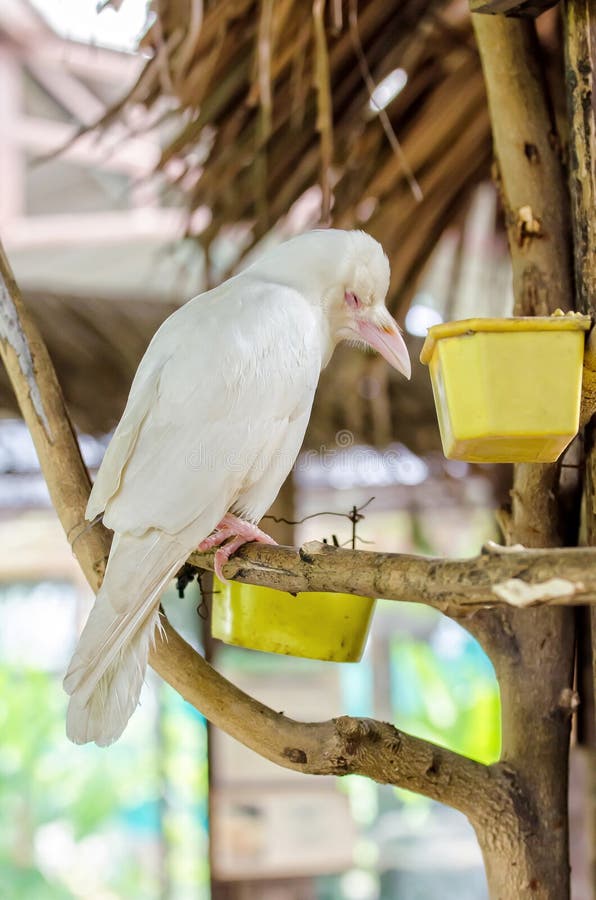 White crow stock photo. Image of tree, wild, head, wing - 119850792