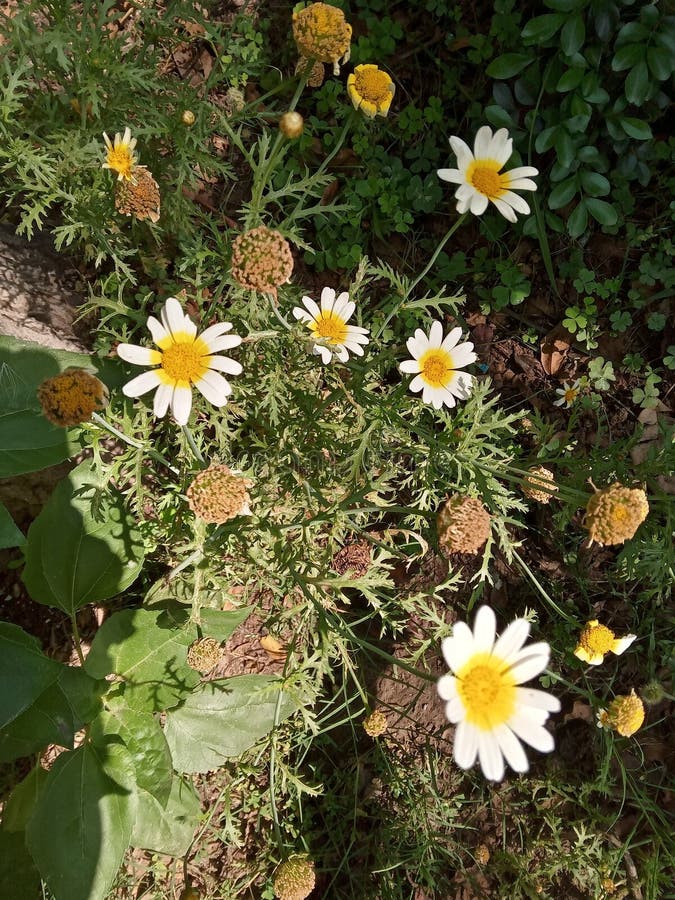 Crown Daisy White Flowers and Plant Stock Image - Image of flowers ...