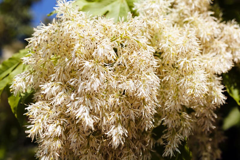White crown tree in bloom stock image. Image of bloom - 75956679