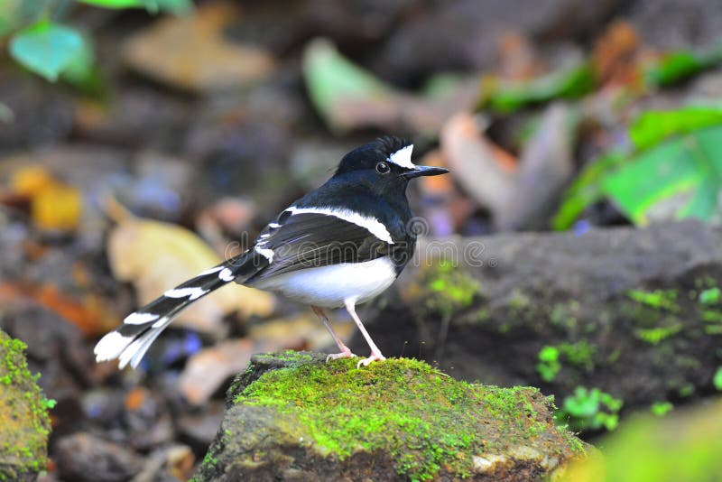 White-crowned Forktail Bird Stock Image - Image of eyes, leschenaulti ...