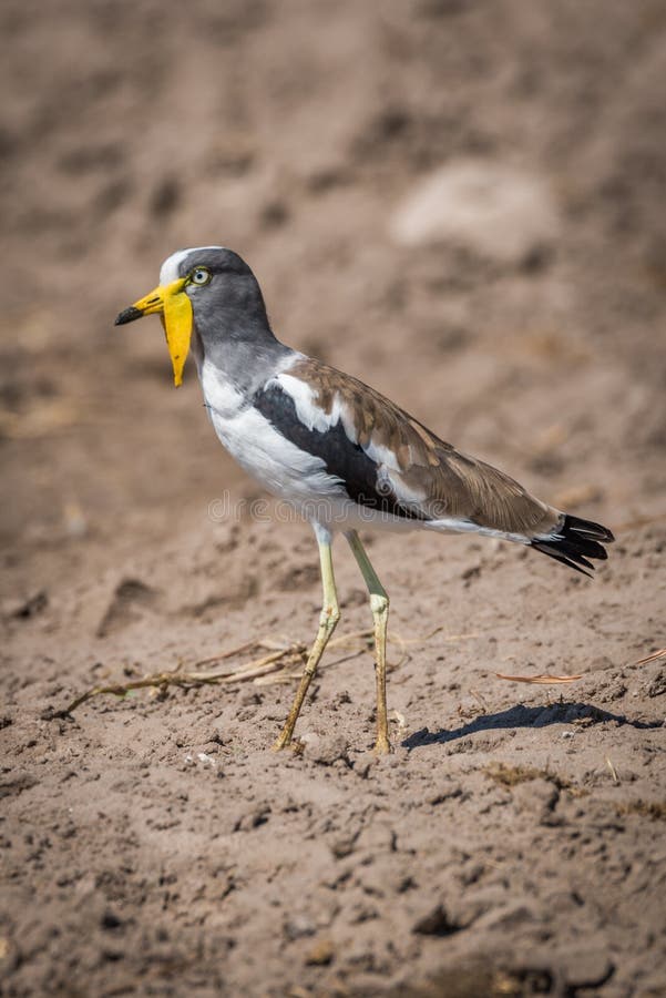 White-crowned Lapwing ( Plover ) Stock Image - Image of malawi ...
