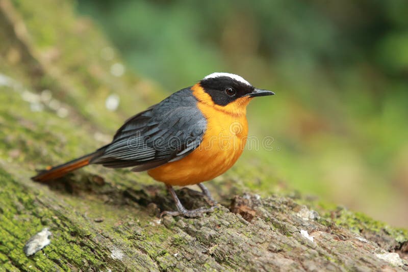 Robin Chat stock image. Image of southern, wildlife, birds - 95206381