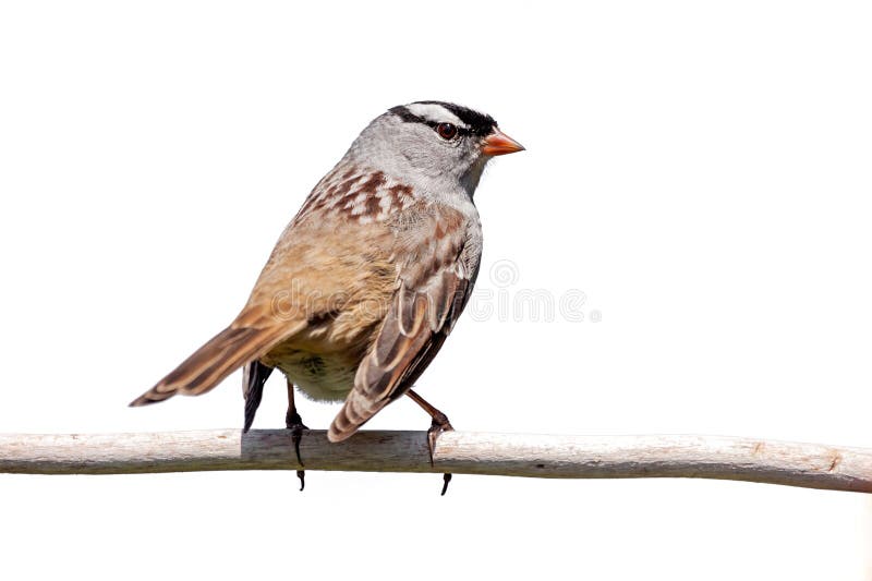 White-crowned Sparrow on a White Background Stock Photo - Image of grey ...