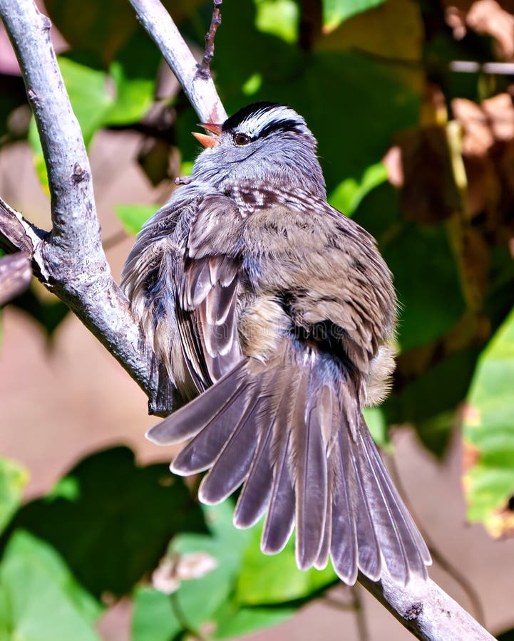 White-crowned Sparrow Photo and Image. Sparrow Close Up Rear View ...