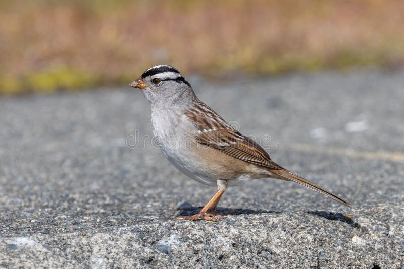 White crowned sparrow stock photo. Image of nature, canada - 250038552