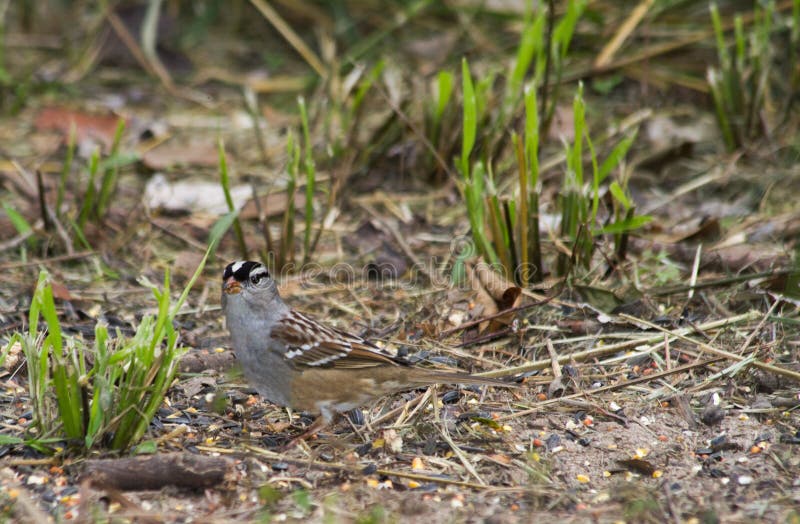 White-crowned Sparrow stock image. Image of whitecrowned - 271275345