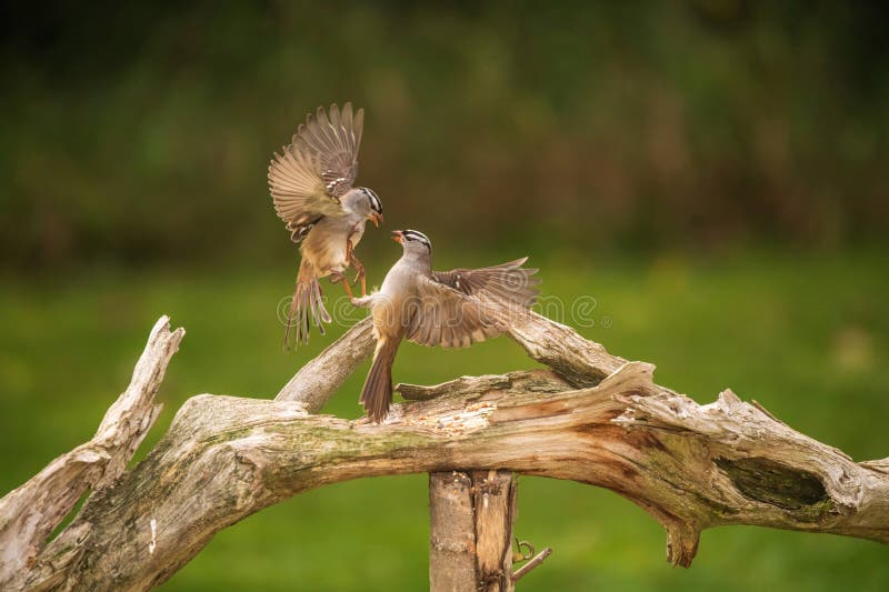 Two Sparrows Fighting, One Down and One Flying Above Stock Photo ...