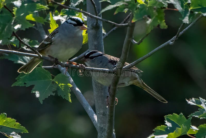 Two Sparrows Perched on a Branch Surrounded by Blossoming Flowers in ...
