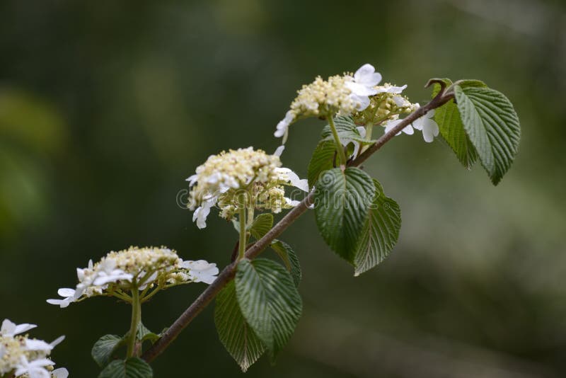 White Crusader Hawthorn Tree Stock Photo - Image of tree, hawthorn ...