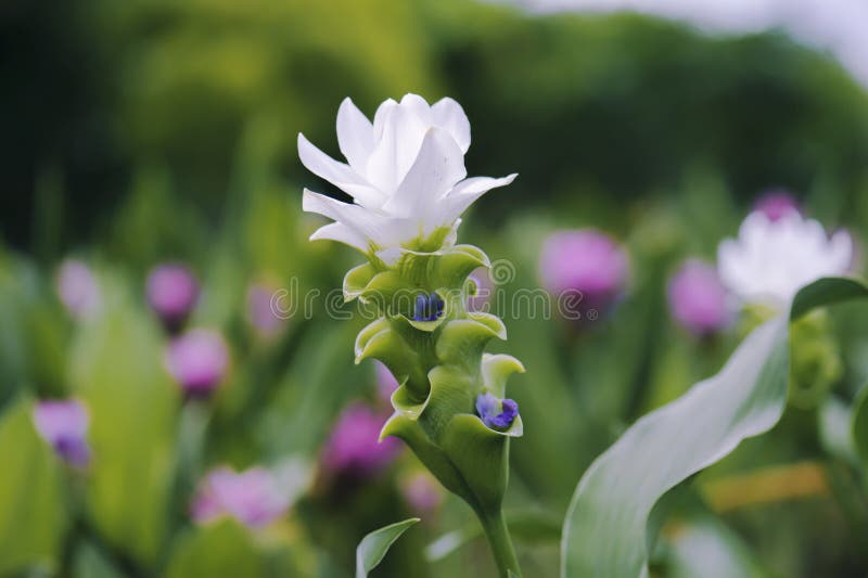 White Curcuma Alismatifolia Flowers Stock Image - Image of natural ...