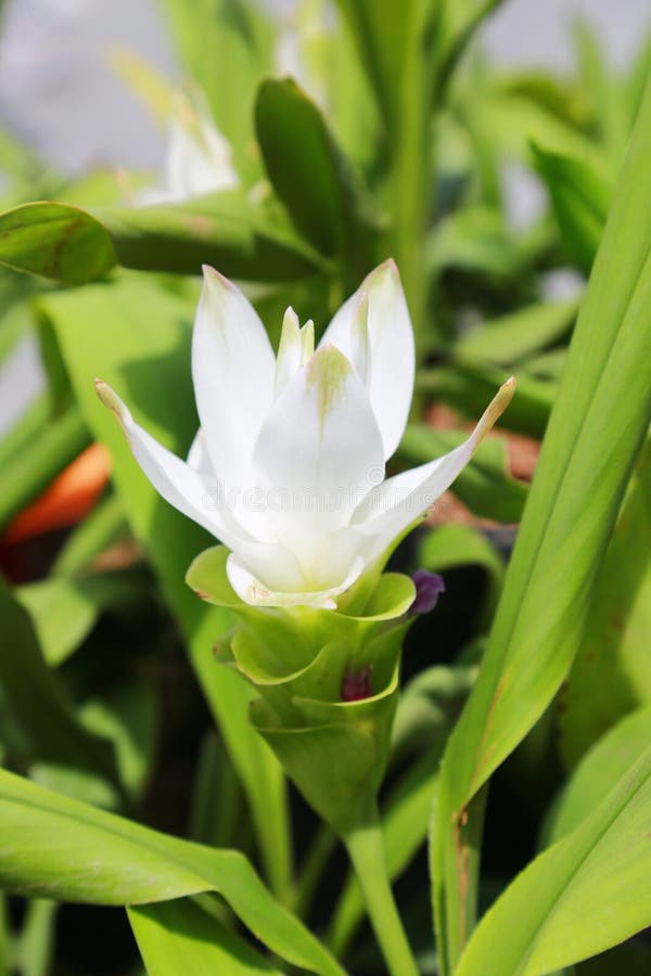 White Curcuma Alismatifolia or Siam Tulip Stock Image - Image of ...