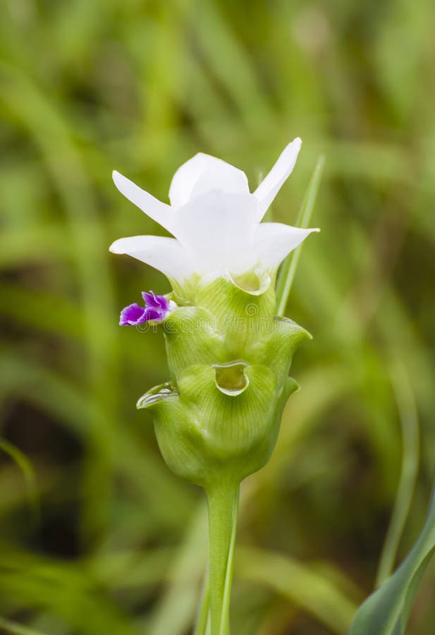 White Curcuma Flowe , Siam Tulip Stock Photo - Image of nice, field ...