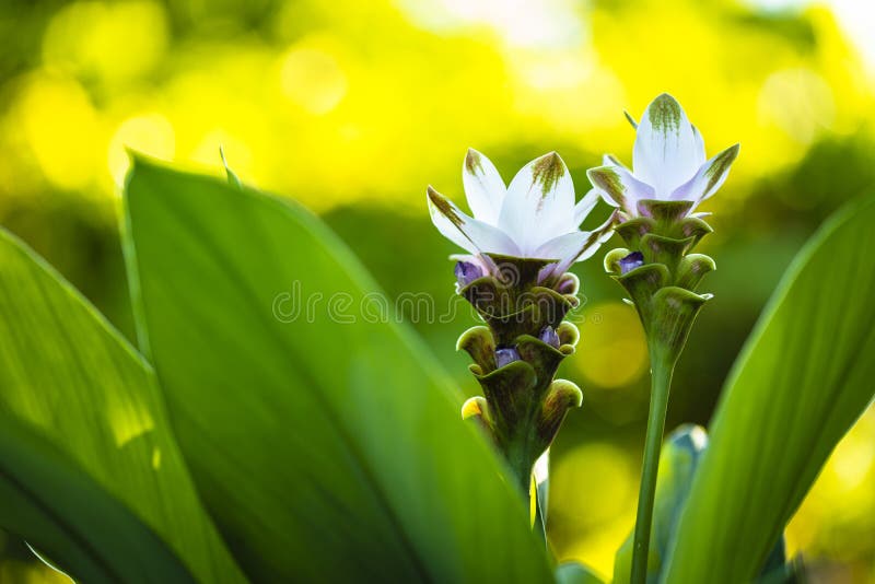 White Curcuma Flower stock photo. Image of ginger, botanical - 153502528