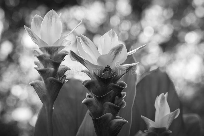 White Curcuma Flower stock photo. Image of macro, floral - 153769004