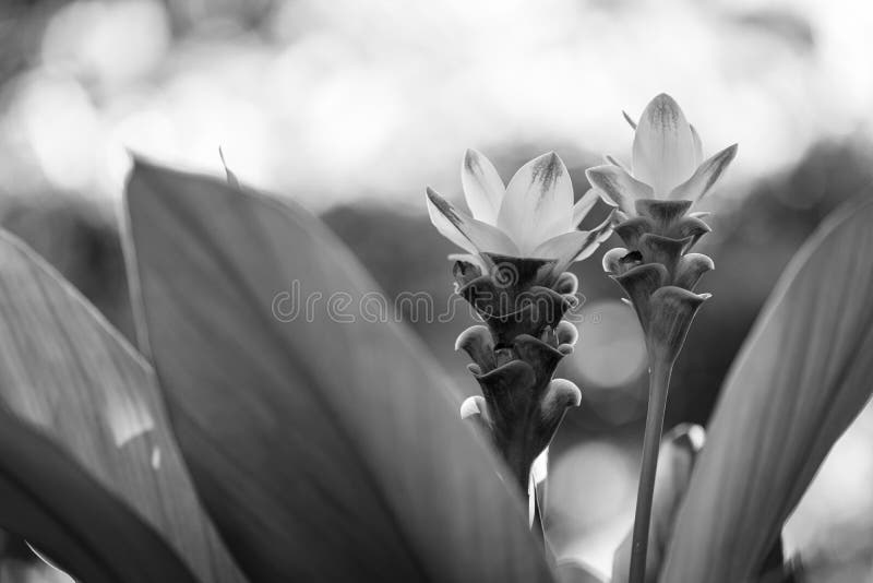 White Curcuma Flower stock image. Image of pretty, fresh - 153769031