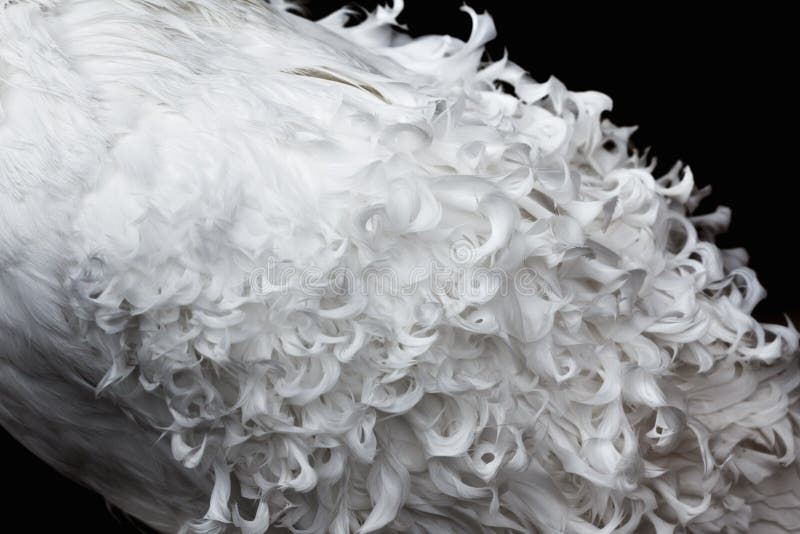 White Curly Feathers Texture for Background Stock Image - Image of ...