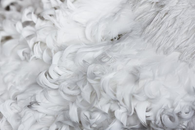 White Curly Feathers Texture for Background Stock Image - Image of ...