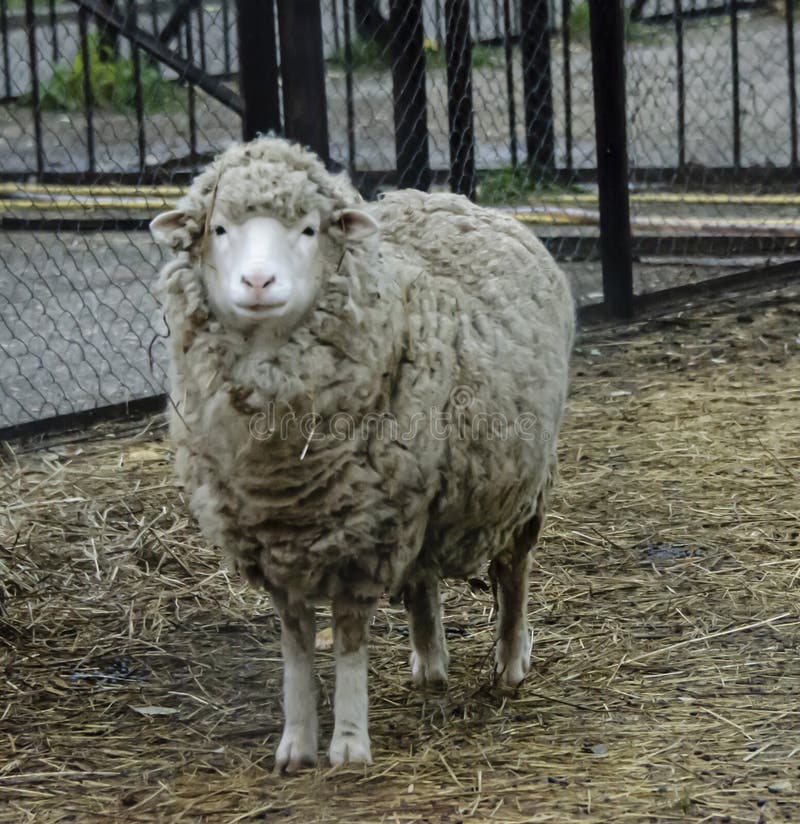 White curly sheep stock image. Image of lamb, young - 242669819