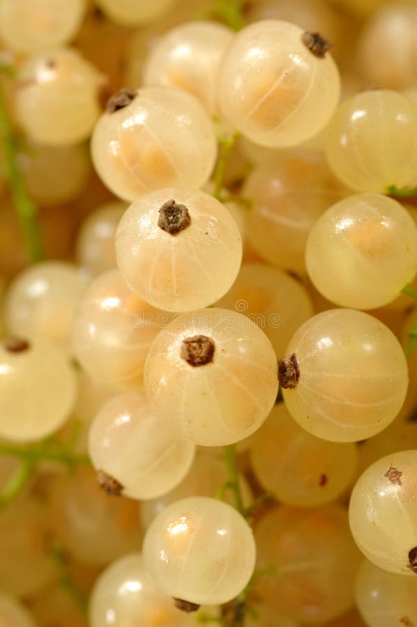 White Currant Ripe Fruits in Transparent View Growing on the Branch ...