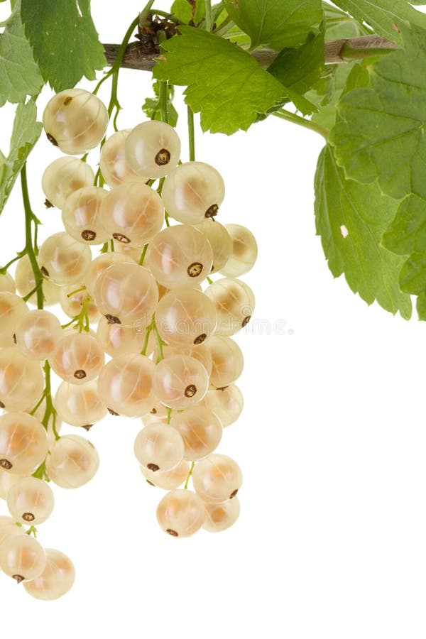White currant. stock photo. Image of stem, bush, juicy - 12508476
