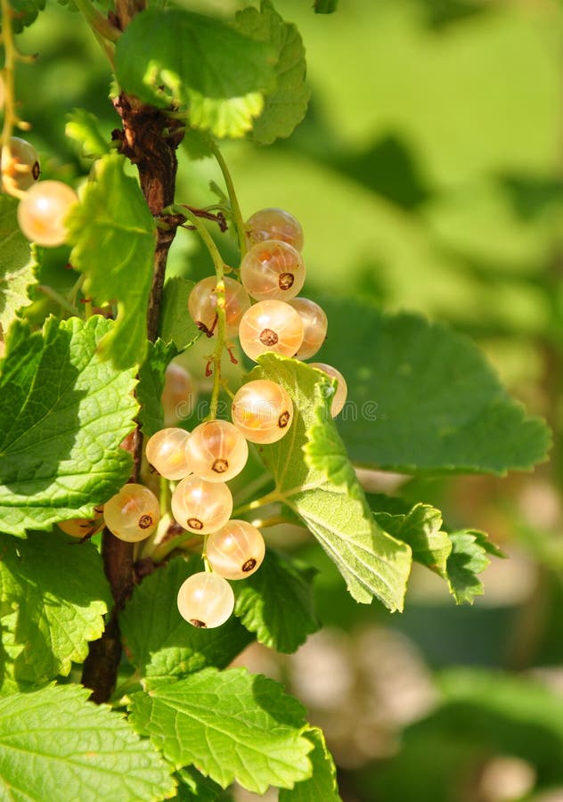 White currant stock image. Image of berry, rubrum, white - 26563451