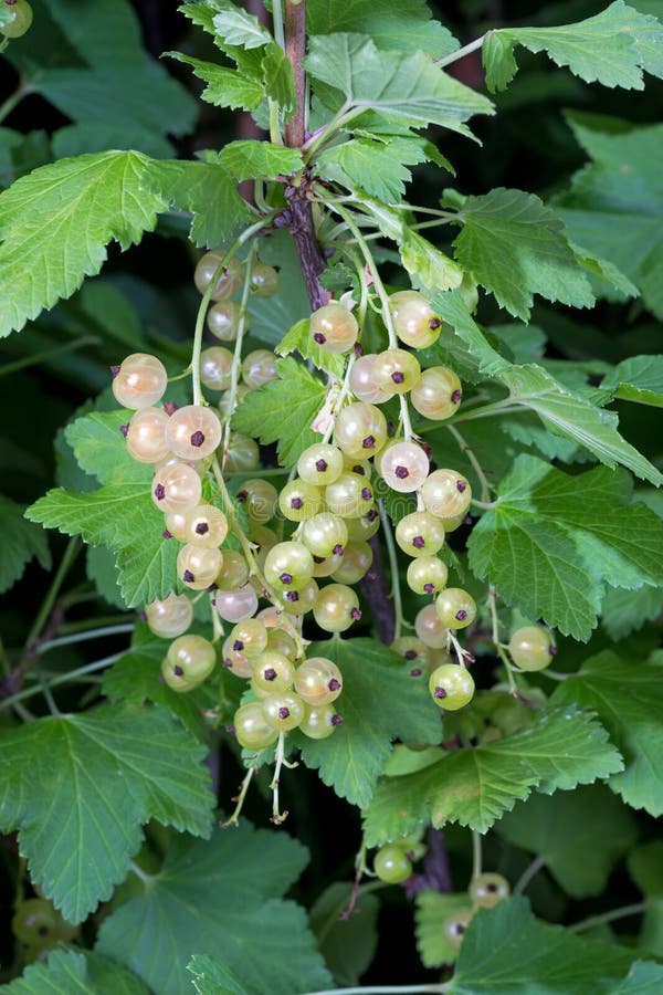 Young currant berries stock photo. Image of rural, spring - 31236136