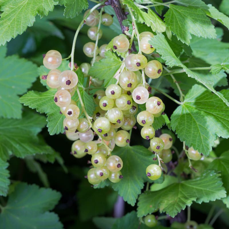 White Currant Ripe Fruits in Transparent View Growing on the Branch ...