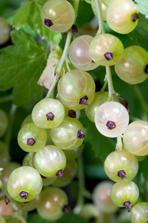 White currant berries stock photo. Image of leaf, healthy - 33240420