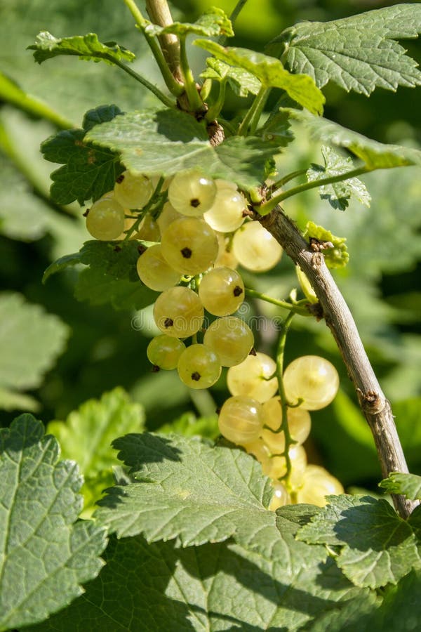 White Currant Berries on a Branch Close-up. Ribes Niveum Stock Photo ...