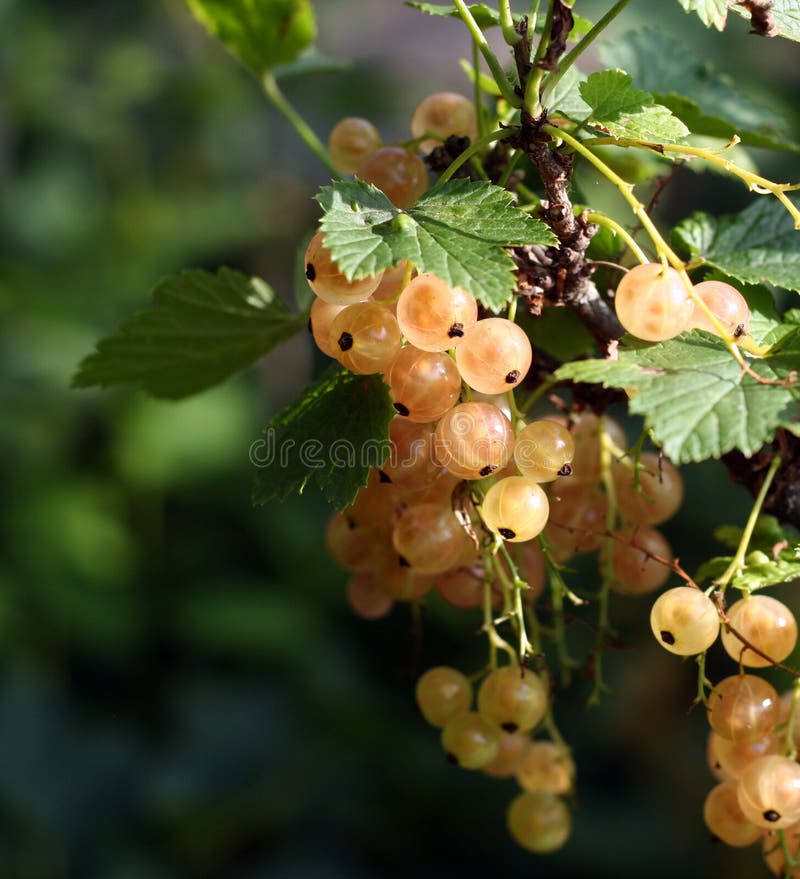 White currant berries stock photo. Image of lifestyle - 31991896
