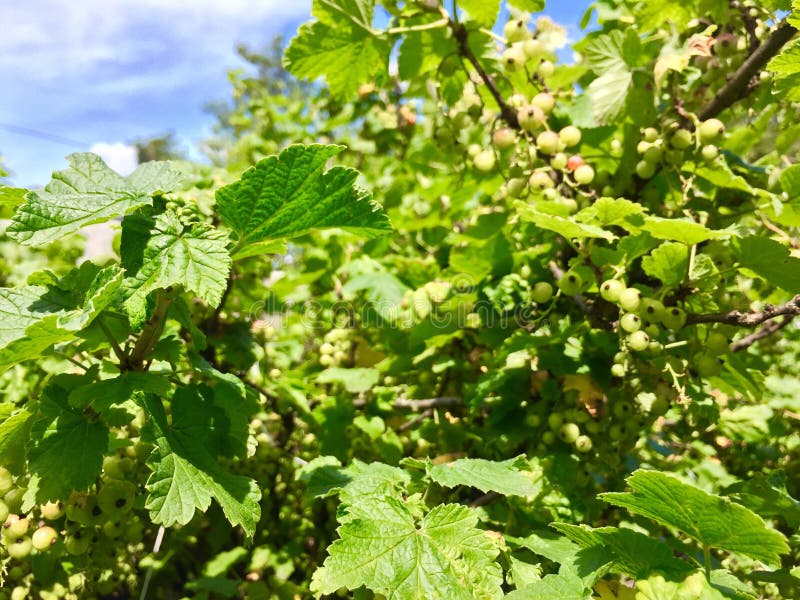 White currant berries stock photo. Image of fruits, growth - 93738262