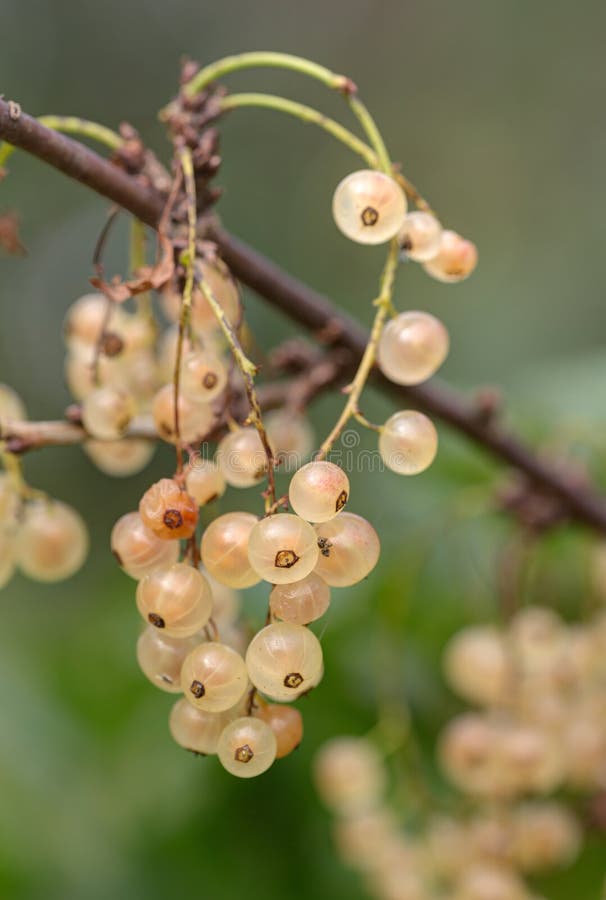 White currant on a branch stock image. Image of macro - 58026287