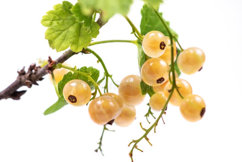 White Currant Bunch Ribes Rubrum with Leaves Stock Image - Image of ...