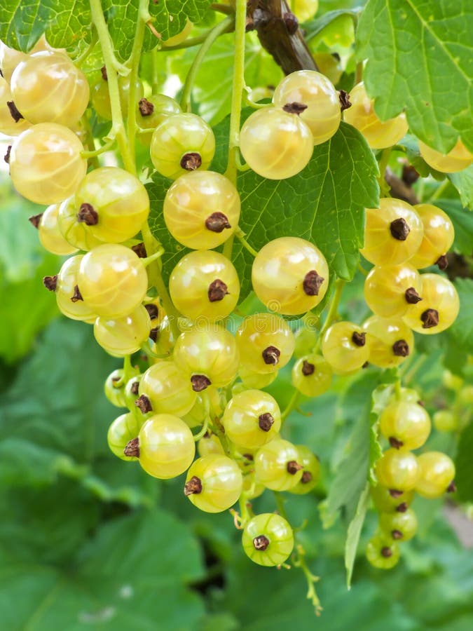 White currant stock photo. Image of cluster, agriculture - 36955306