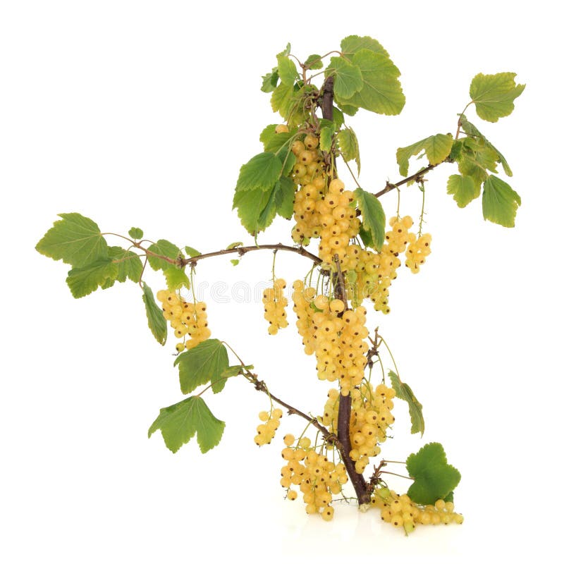 White Currant Fruit stock photo. Image of healthy, fresh - 23066360