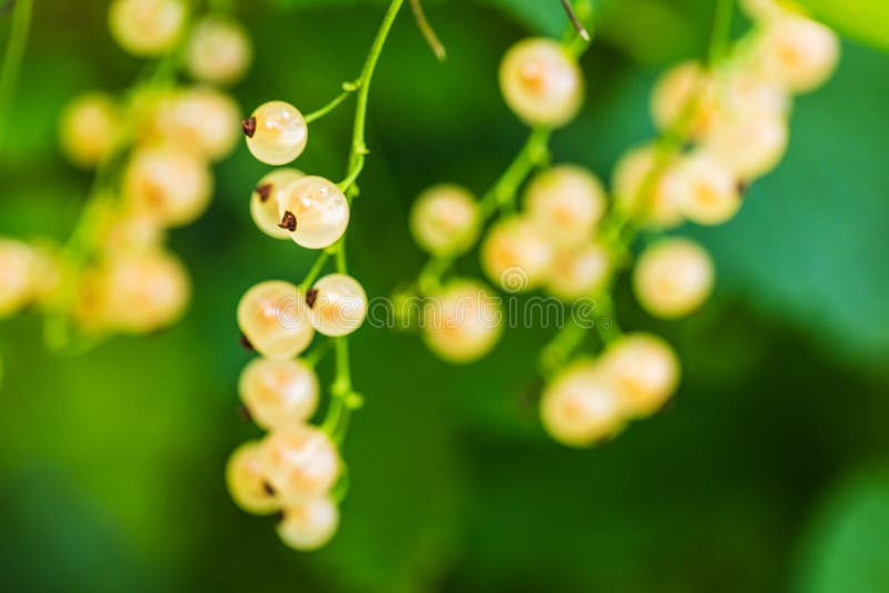 White Currant Fruits. Close Up Photo Stock Photo - Image of sweet ...