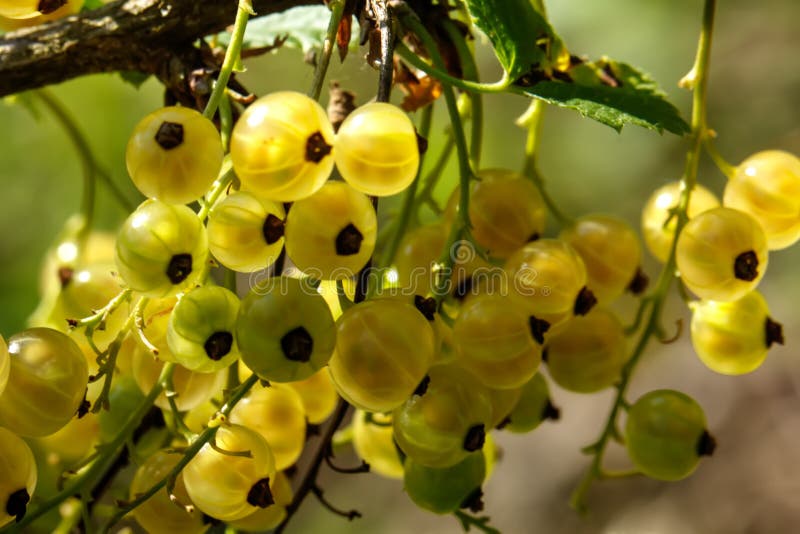White Currant. Garden Berry. Stock Photo - Image of bouquet, cultivated ...