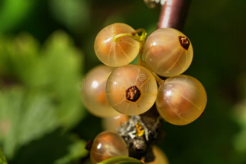 White Currant. Garden Berry. Stock Photo - Image of crop, leaf: 70065200