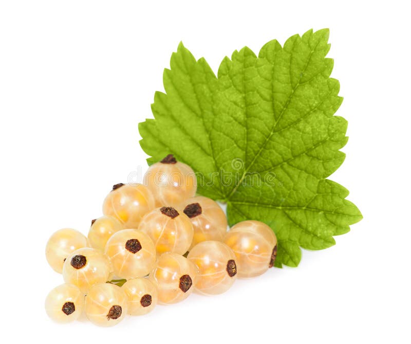 White Currant Ripe Fruits in Transparent View Growing on the Branch ...