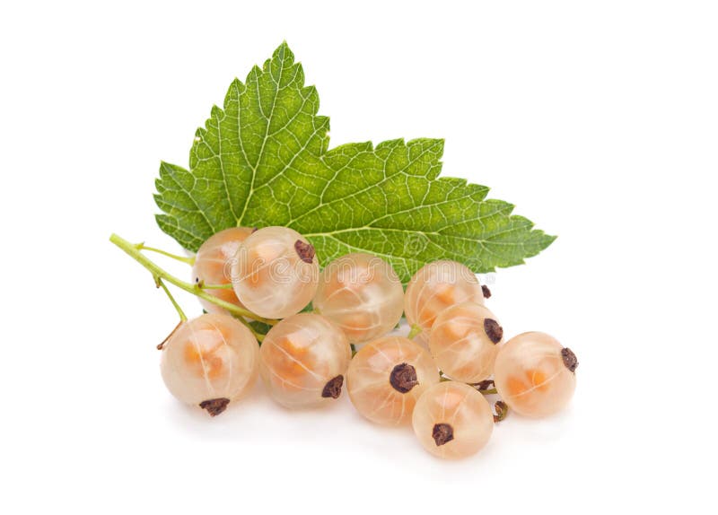 White currant stock image. Image of sweet, white, nature - 41937729