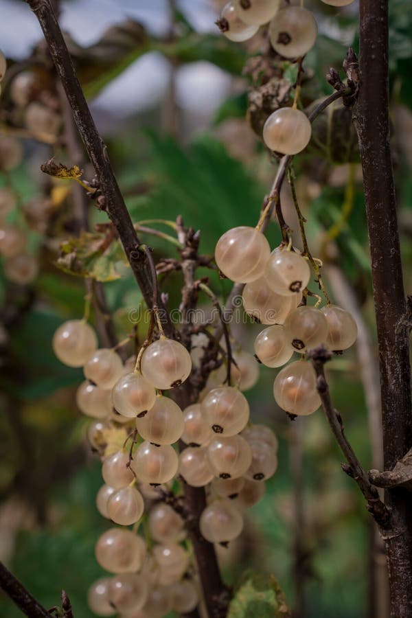 White Currant Ribes Rubrum at Branch with Green Leaves . Close-up ...