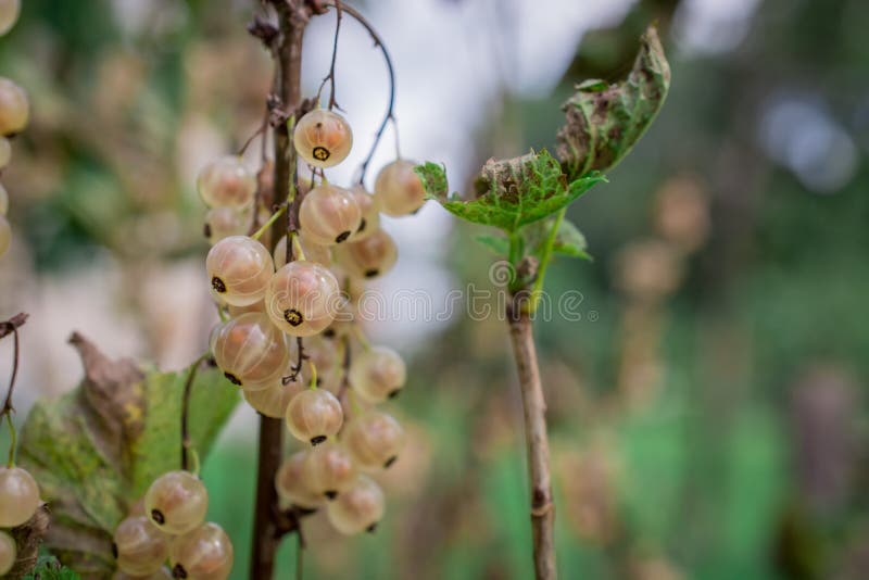 White Currant Ribes Rubrum at Branch with Green Leaves . Close-up ...