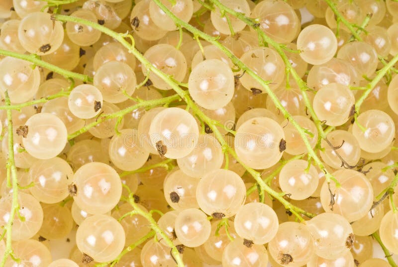 White Currants stock image. Image of white, food, transparent - 10446815