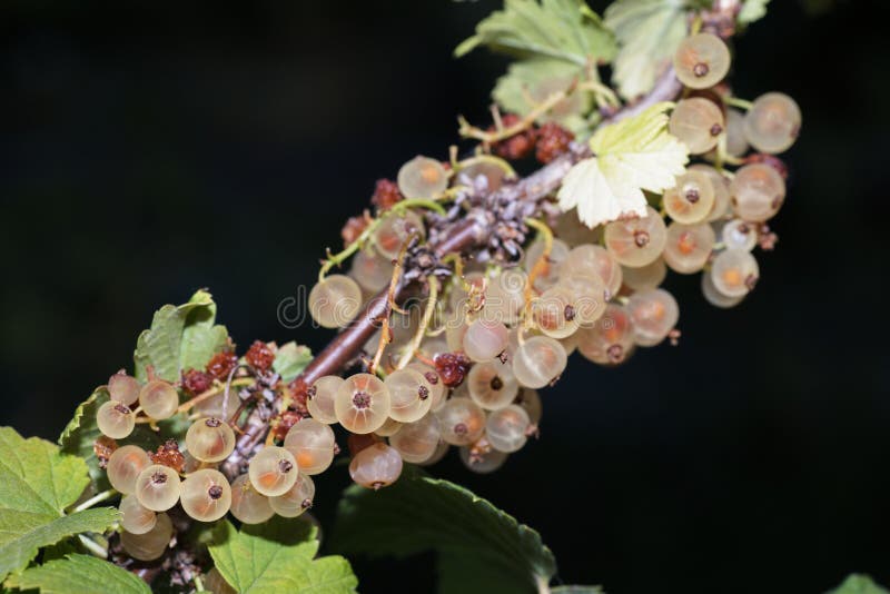 White currants berry stock photo. Image of garden, floral - 184546742