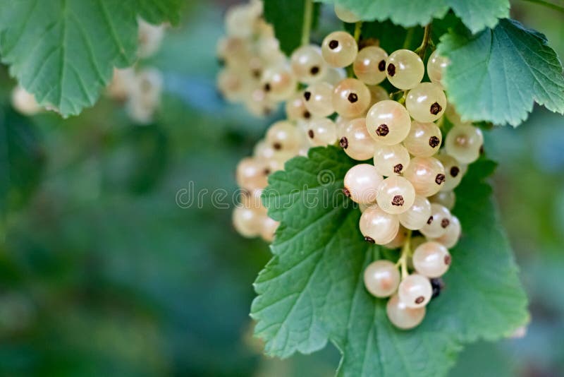 White Currants Growing on a Bush in the Garden Stock Photo - Image of ...