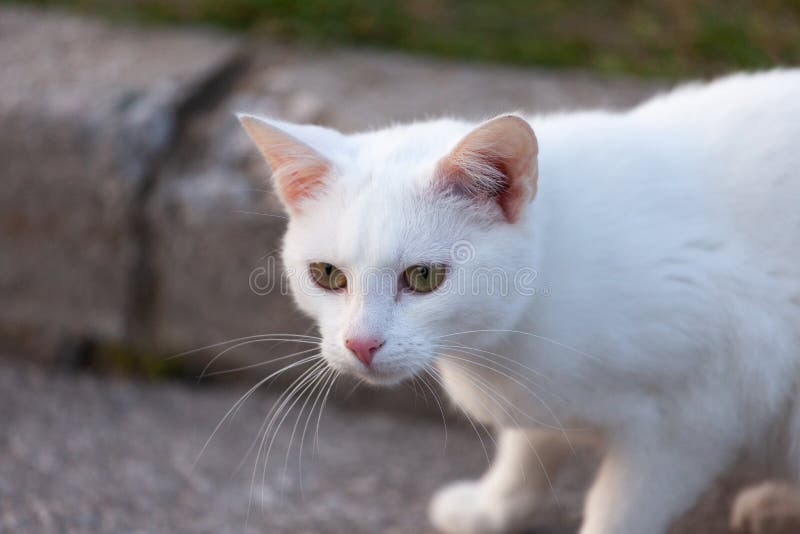 White cat stock image. Image of maine, love, outside - 134623555