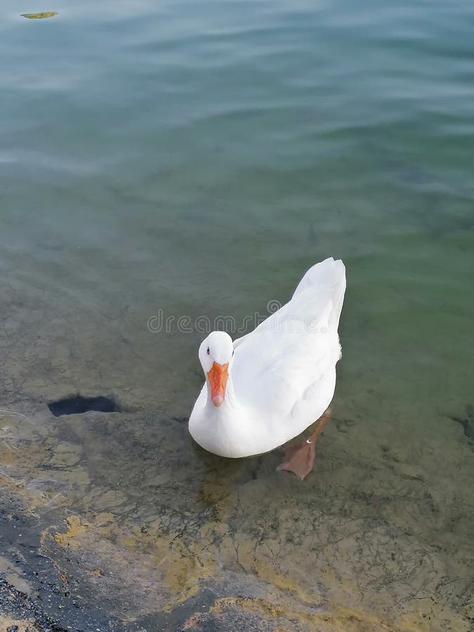 A White Cute Duck in the Water in Baghdad Stock Photo - Image of swan ...