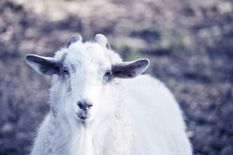 5,646 Goat Front Stock Photos - Free & Royalty-Free Stock Photos from ...